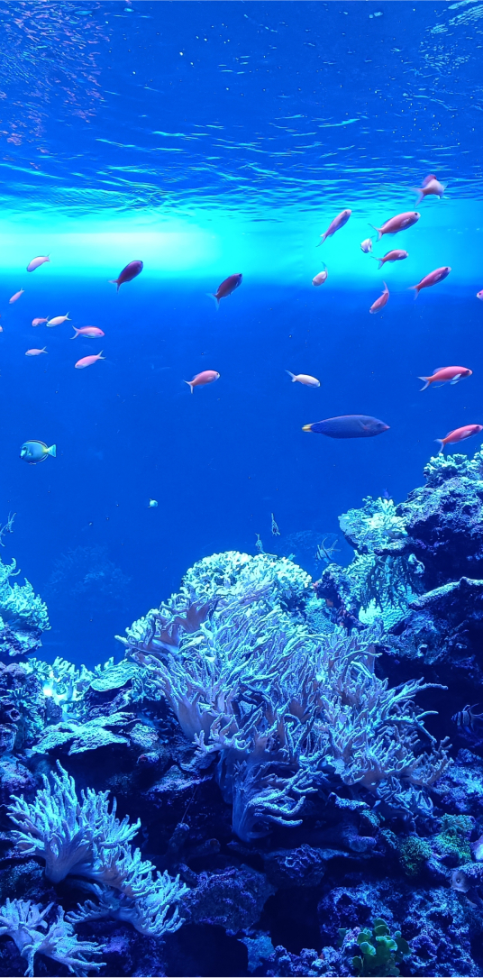 What Lies Beneath: Exploring the Deep Ocean
