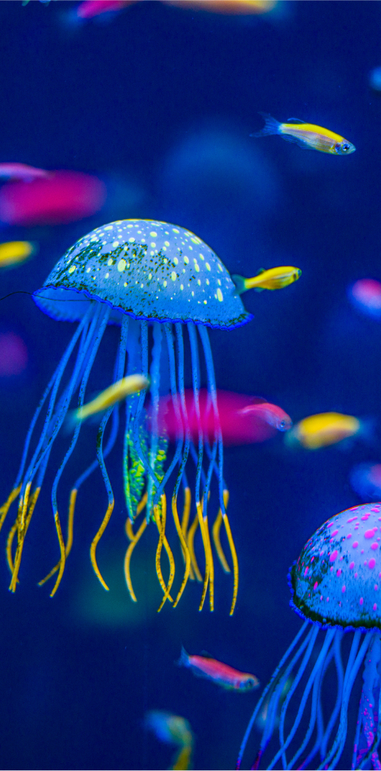 Journey into the Deep Ocean: Exploring Earth’s Last Frontiers | OceanQuest